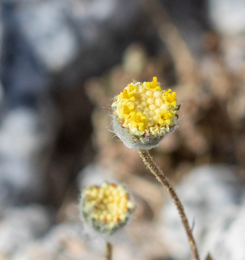 yellowhead from San Diego County, CA, USA on April 8, 2023 at 02:55 PM ...