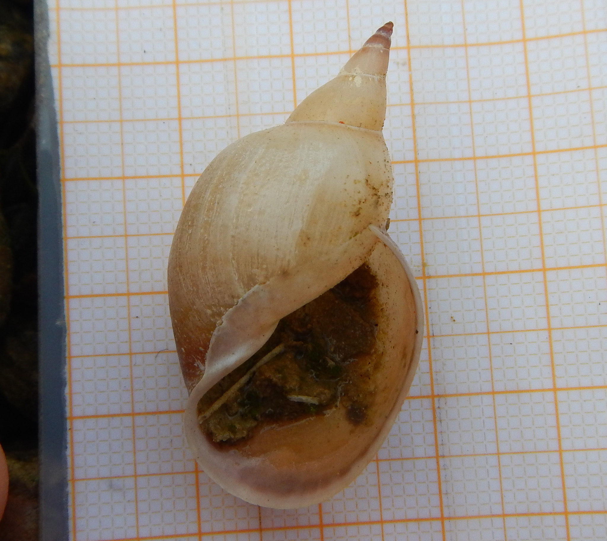 Lymnaea stagnalis (Linnaeus, 1758)