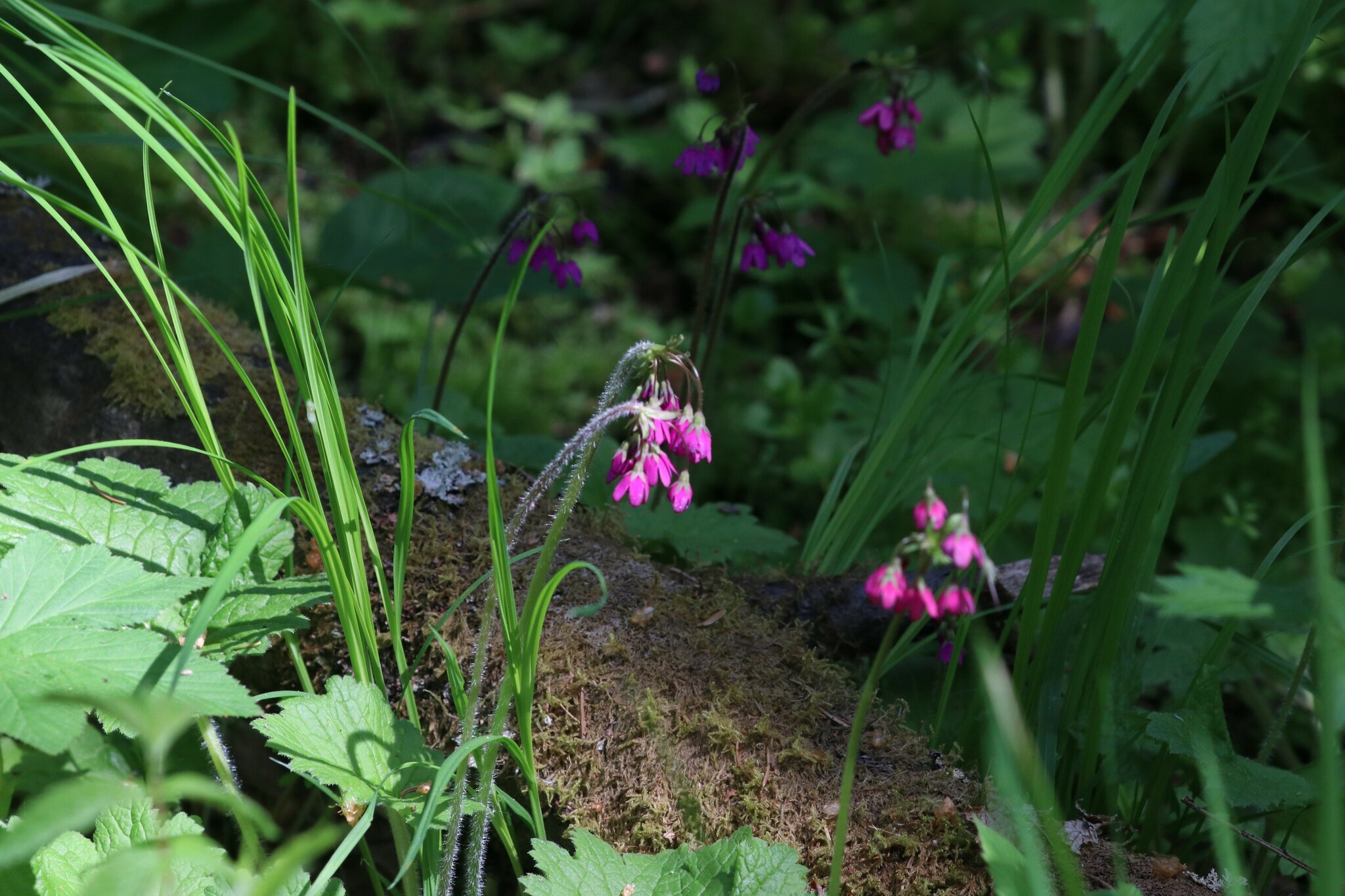 Primula matthioli K.Richt.