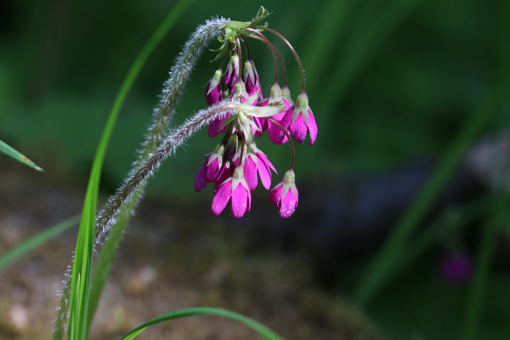 Primula matthioli K.Richt.