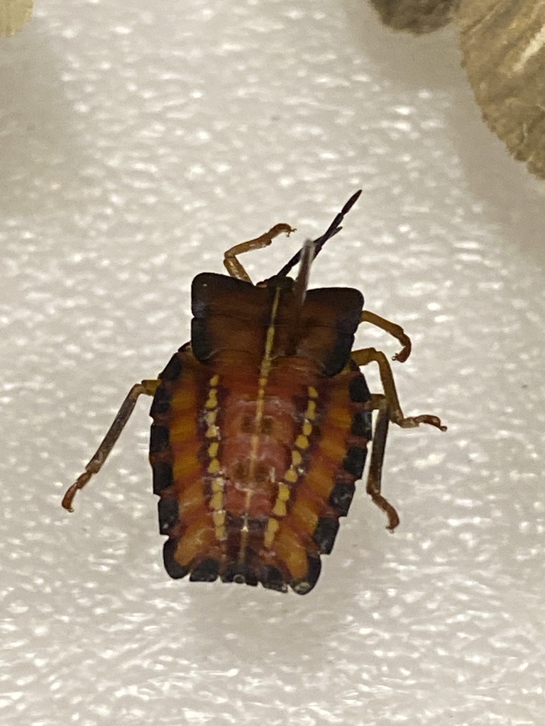 Lychee Stink Bug from 和平二路, 苓雅區, TW on May 13, 2023 at 10:44 AM by ...
