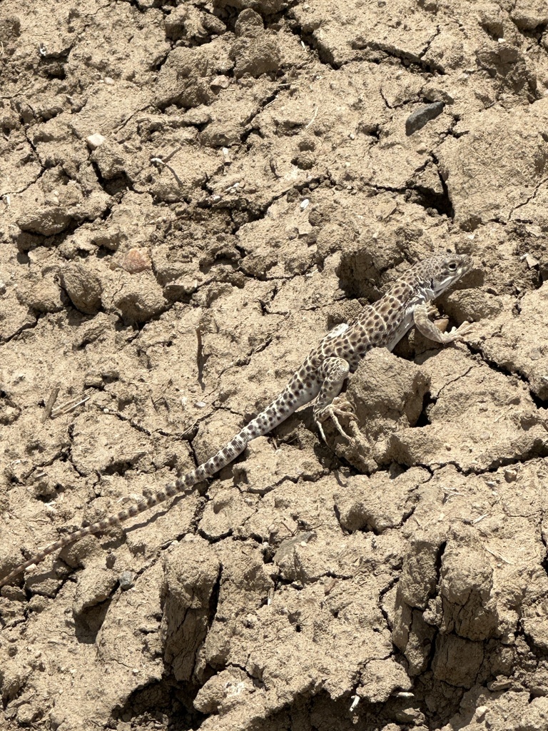 Long-nosed Leopard Lizard from Joshua Tree National Park, Desert Hot ...