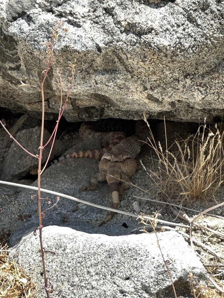 Common Chuckwalla from Joshua Tree National Park, Desert Hot Springs ...