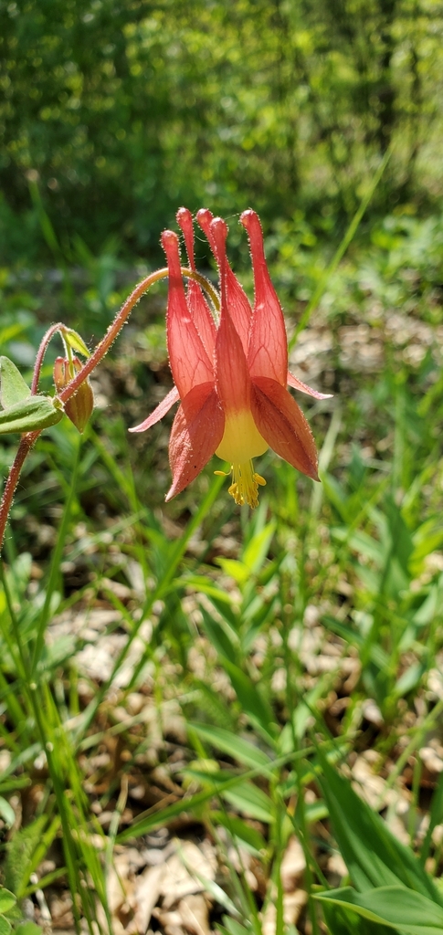 red columbine from Westchester Township, IN, USA on May 22, 2023 at 09: ...