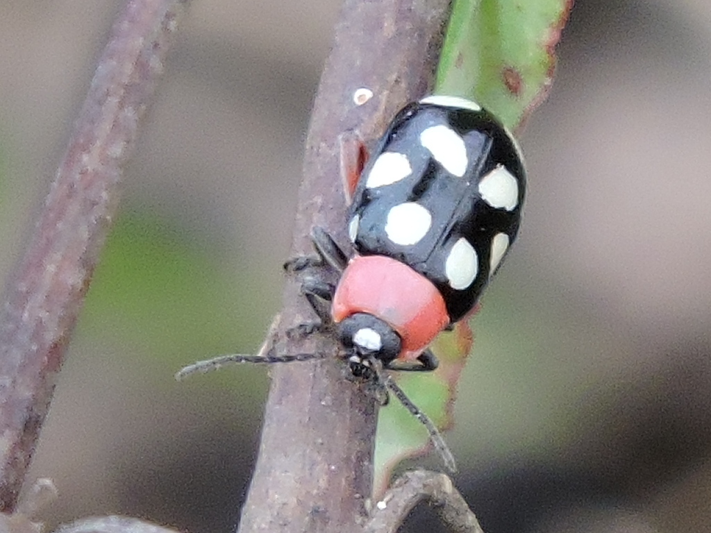 Eight-spotted Flea Beetle from Bexar County, US-TX, US on December 25 ...