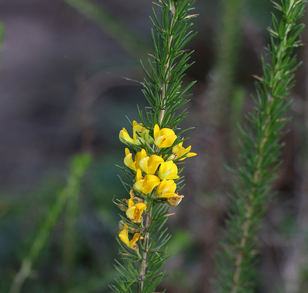 Faboideae from Garden Route District Municipality, South Africa on May ...