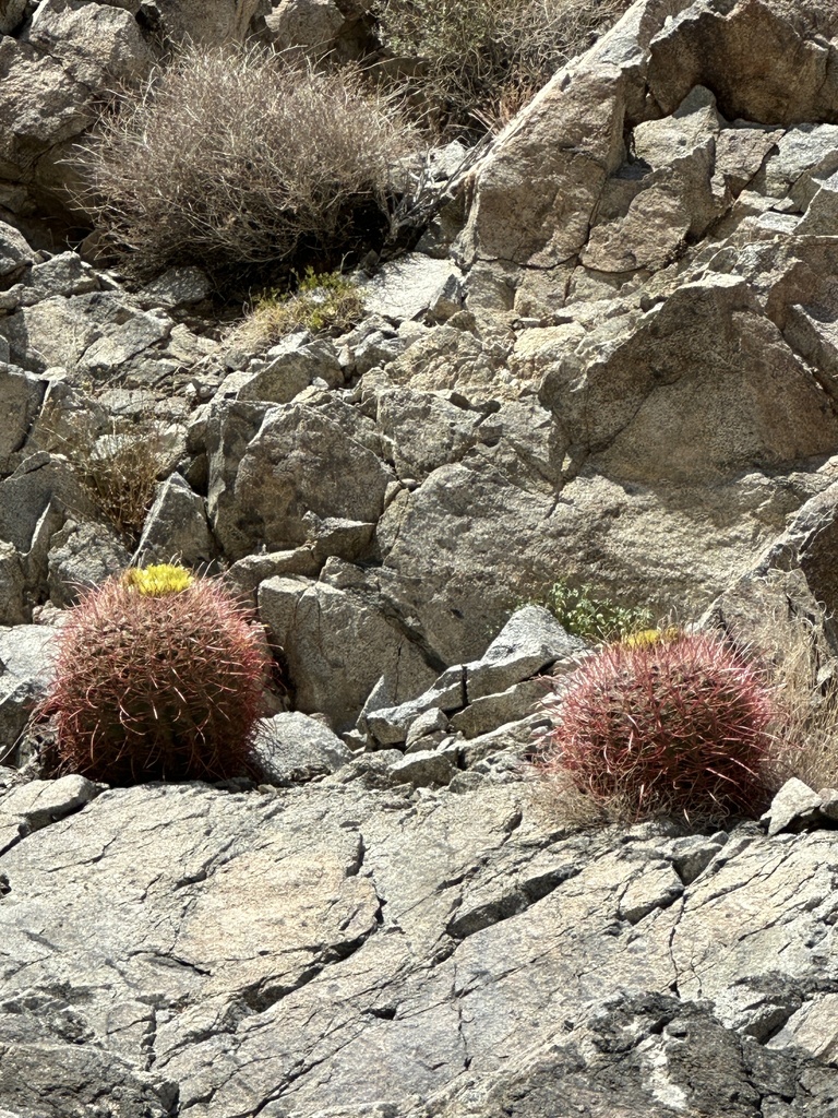 California Barrel Cactus from Joshua Tree National Park, Desert Hot ...