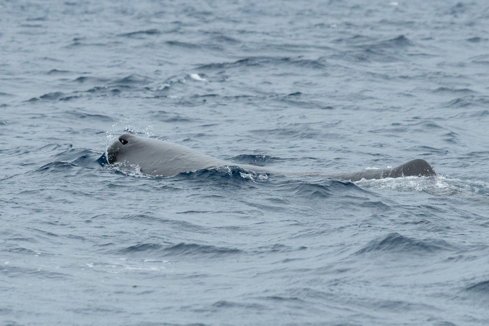 Physeter macrocephalus Linnaeus, 1758