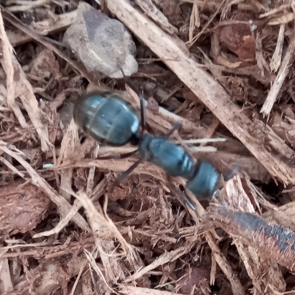 Eastern Black Carpenter Ant from Siliman College, New Haven, CT on May ...