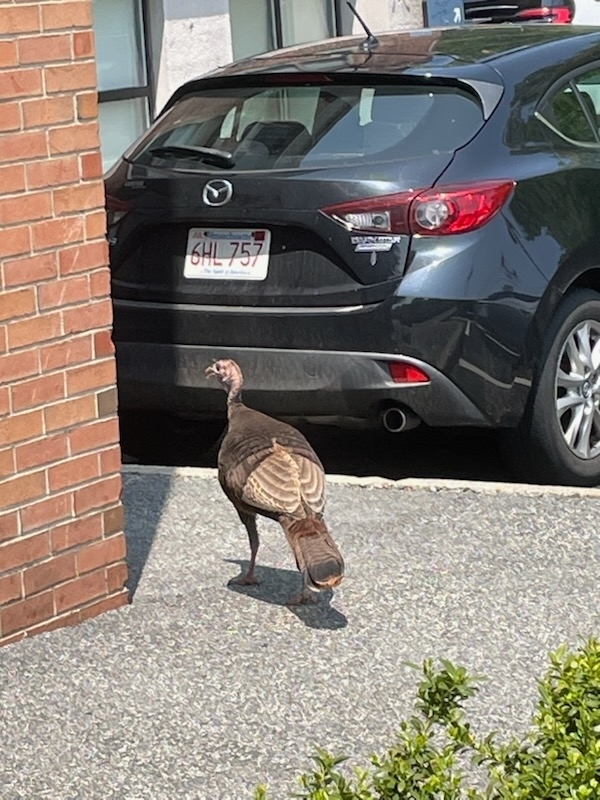 Wild Turkey from Brandeis, Waltham, MA 02453, USA on May 21, 2023 by ...