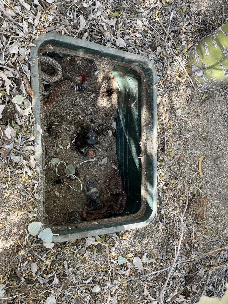 Coachwhip from Santa Rosa and San Jacinto Mountains National Monument ...