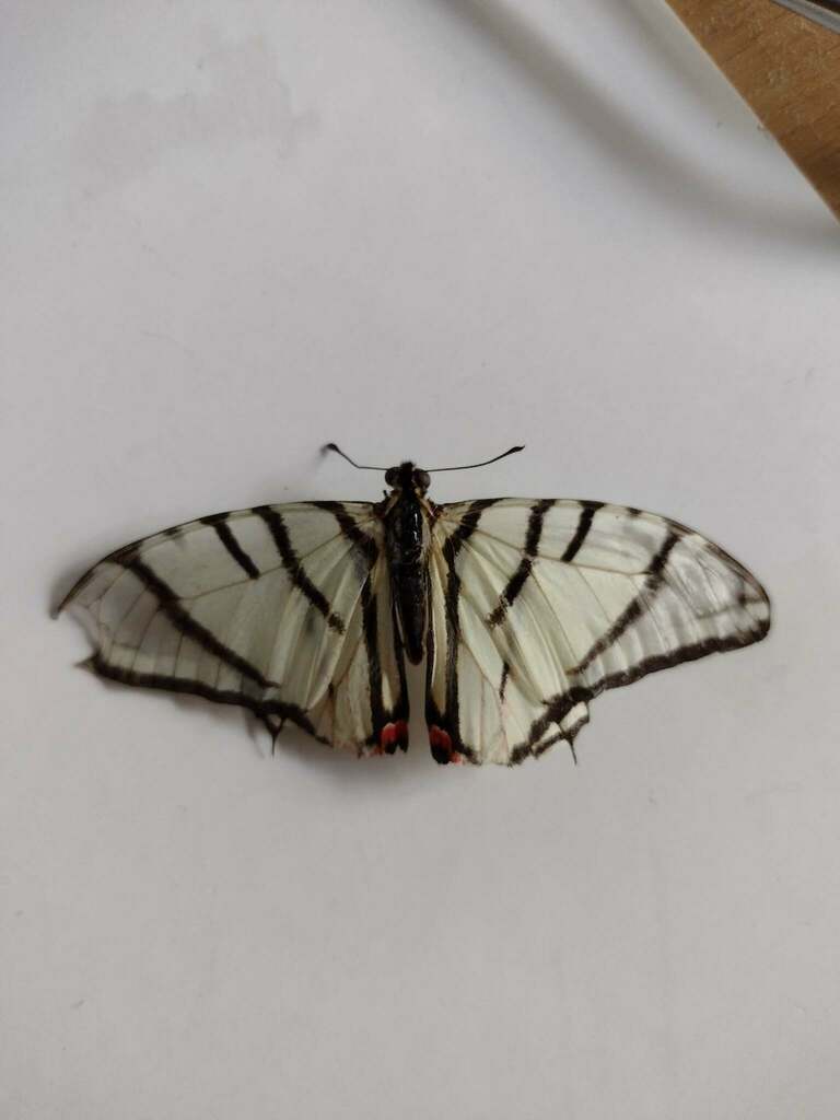 Protographium epidaus epidaus from Avenida Instituto Politécnico ...