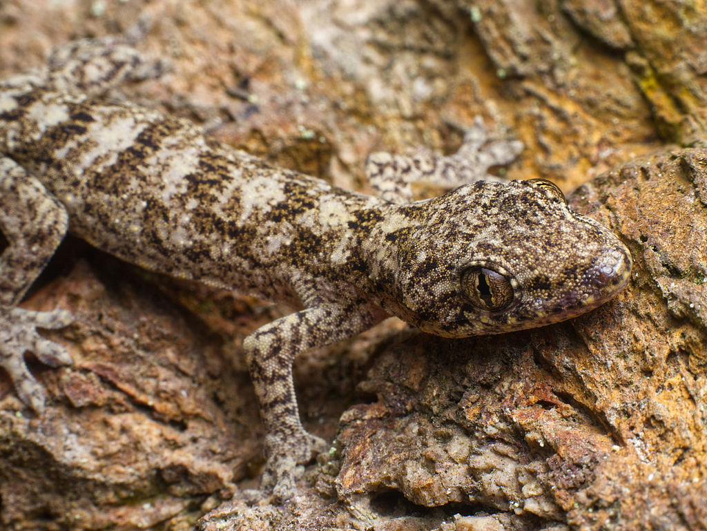Chinese Narrow-disked Gecko from Shuen Wan, Hong Kong on May 20, 2023 ...