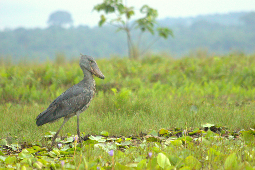 Shoebill in May 2016 by Royle Safaris · iNaturalist