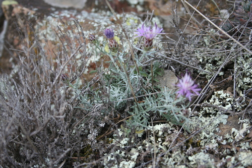 Centaurea pinnata · iNaturalist