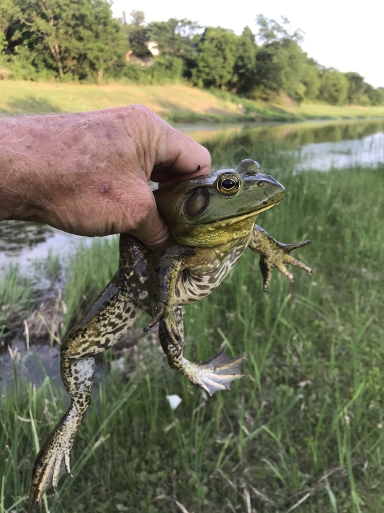 American Bullfrog from Cherokee Path, Carrollton, TX, US on May 21 ...