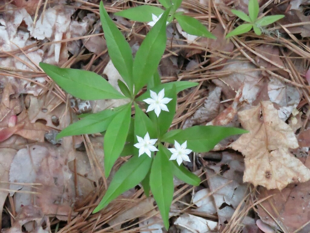 northern starflower from Brewster, MA 02631, USA on May 22, 2023 at 07: ...