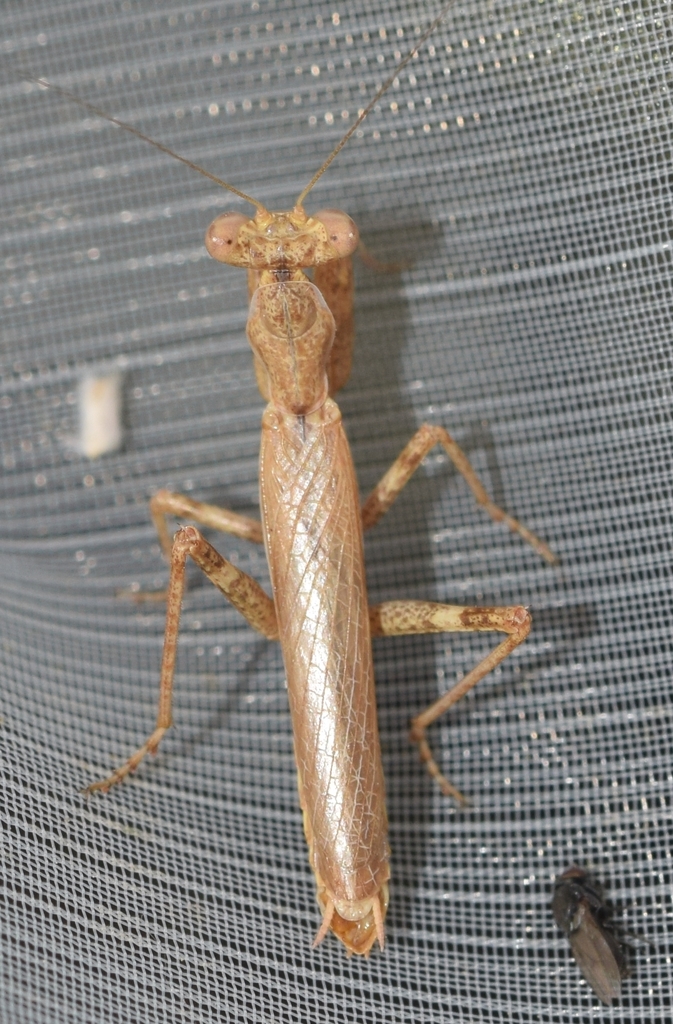 European Dwarf Mantis from Almería, España on May 21, 2023 at 06:28 PM ...