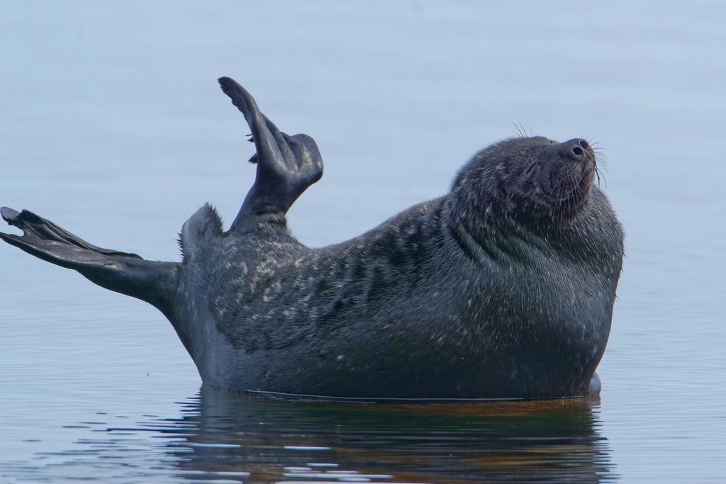 Earless Seals (Phocidae) - Know Your Mammals