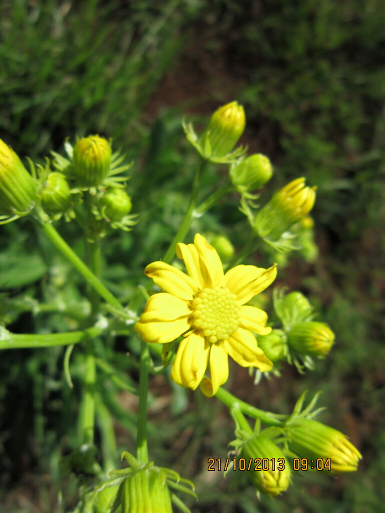 Ridge Ragwort from uMgungundlovu District Municipality, South Africa on ...