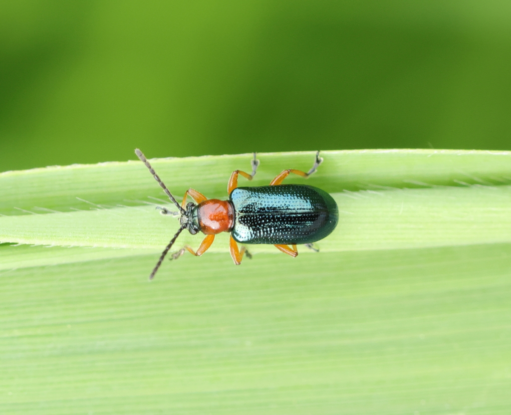 Oulema melanopus from Gonfreville-l'Orcher, France on May 22, 2023 at ...