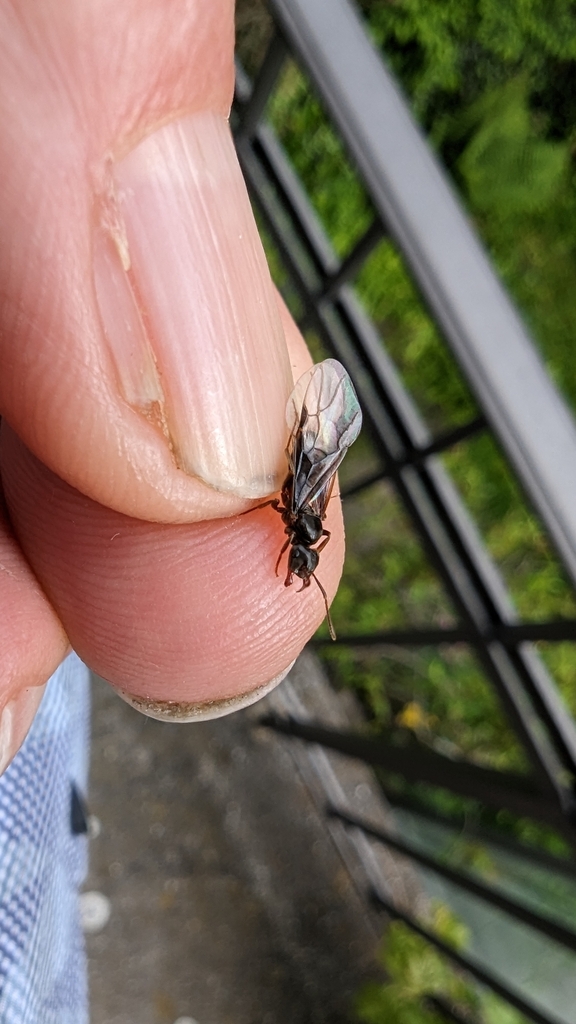 Yellow Shadow Ant from Sandrain, Bern, Switzerland on May 22, 2023 at ...