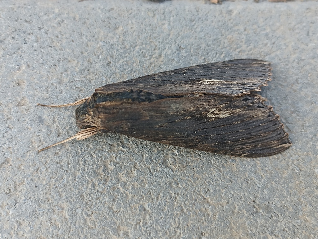Alope Sphinx from Residencial Floresta, Irapuato, Gto., México on May ...