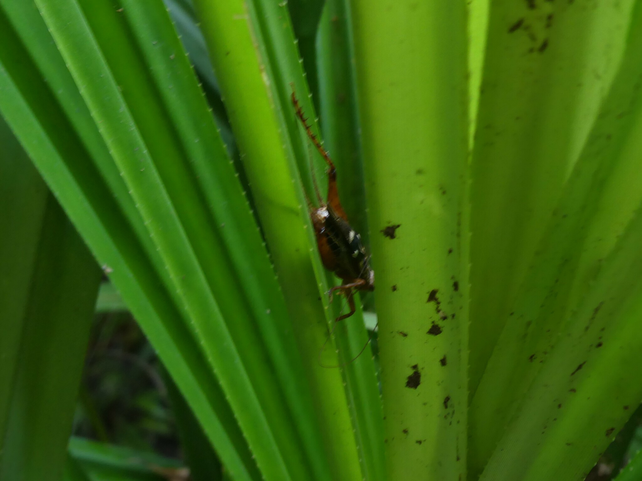 Cardiodactylus Saussure, 1878