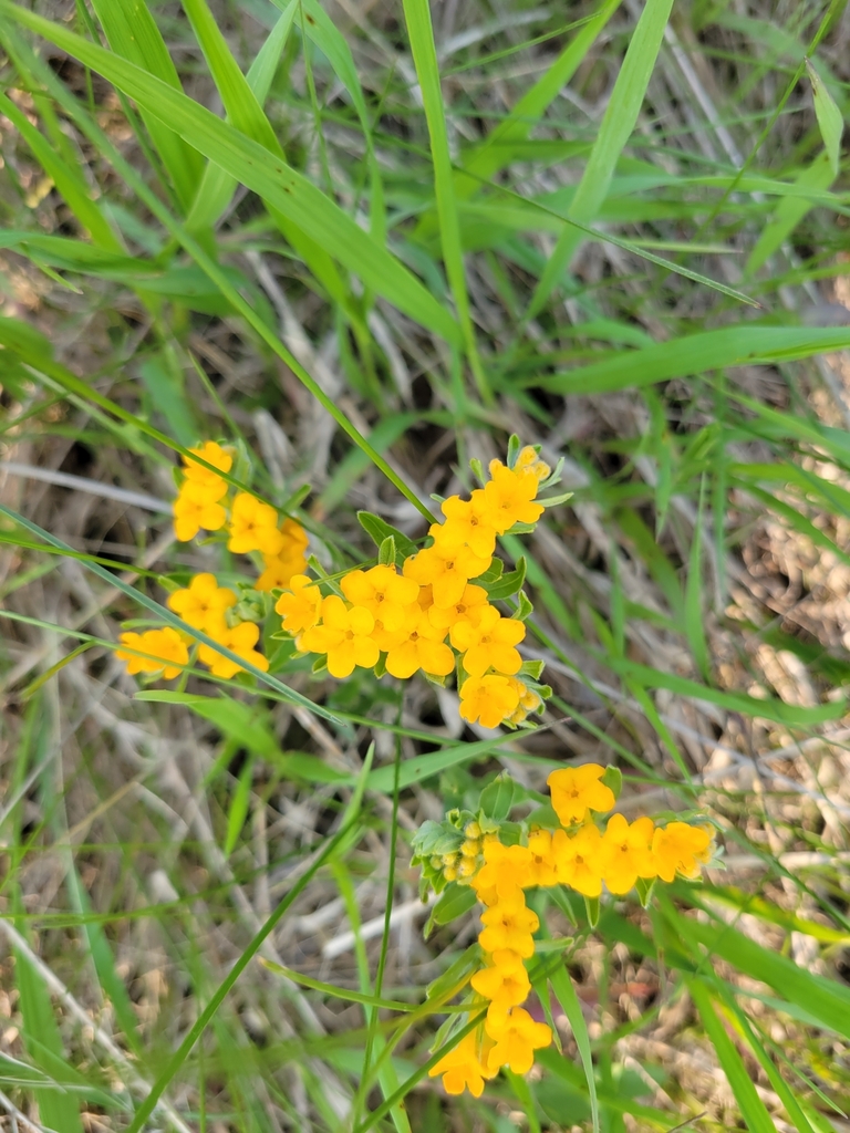 hoary puccoon from Midway Township, MN 56159, USA on May 21, 2023 at 06 ...