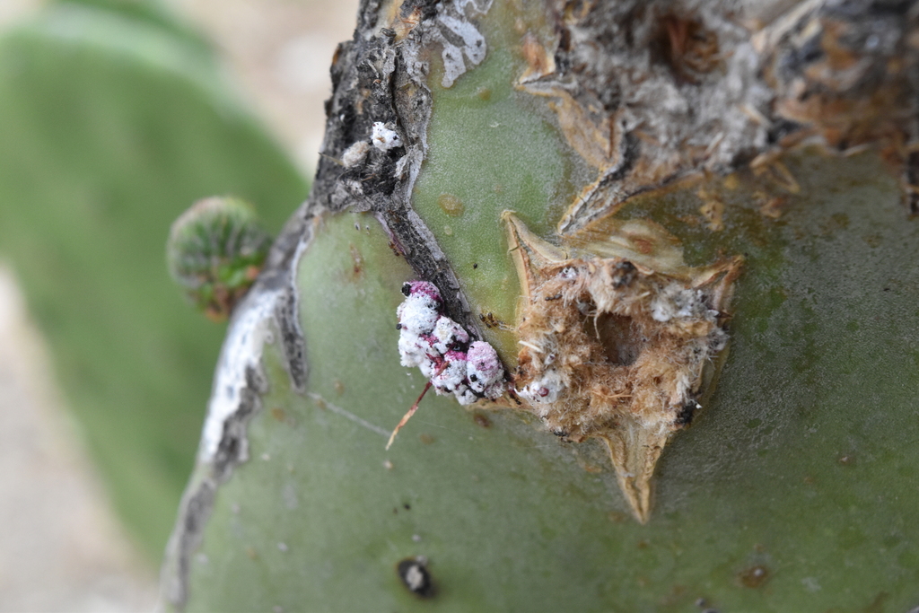 Cochineal Scale Bugs from Residencial Floresta, Irapuato, Gto., México ...
