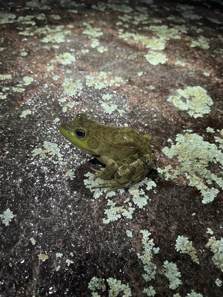American Bullfrog from Georgian Bay Islands National Park, Georgian Bay ...