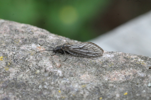 Sialis morio · iNaturalist