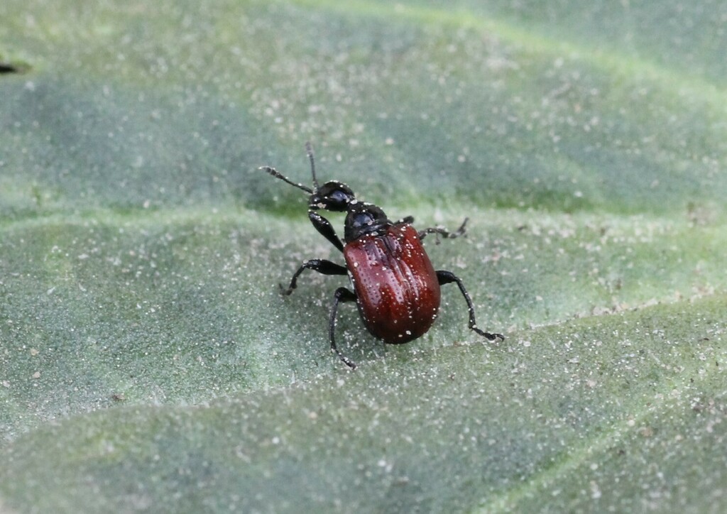Compsapoderus erythropterus from Kauno r. sav., Lietuva on May 18, 2023 ...