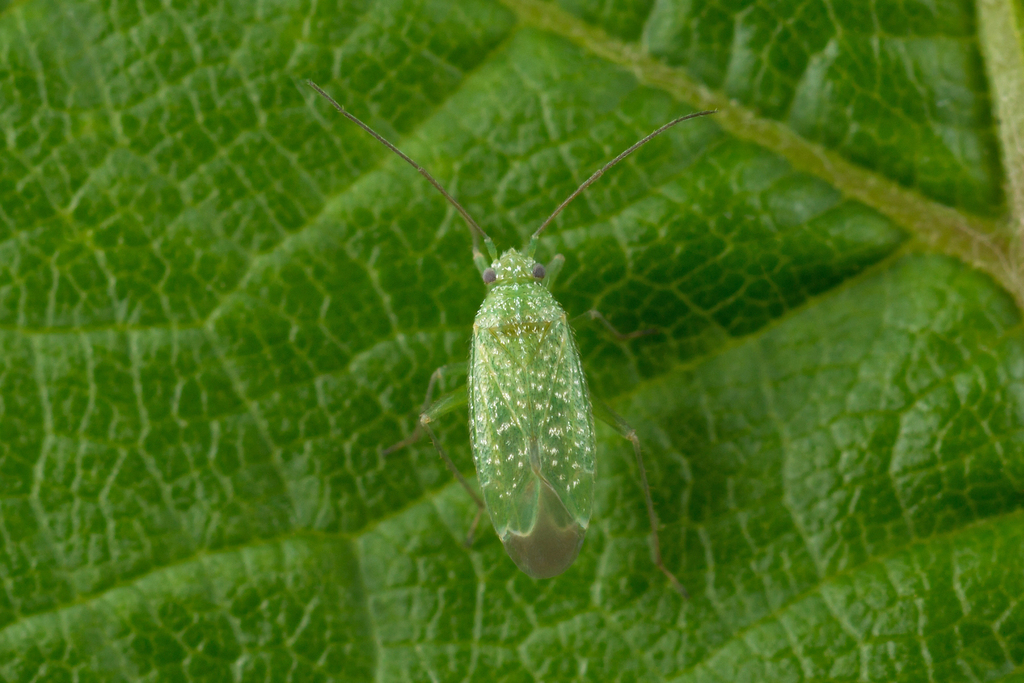 Orthotylus flavosparsus (Madeira True Bugs) · iNaturalist