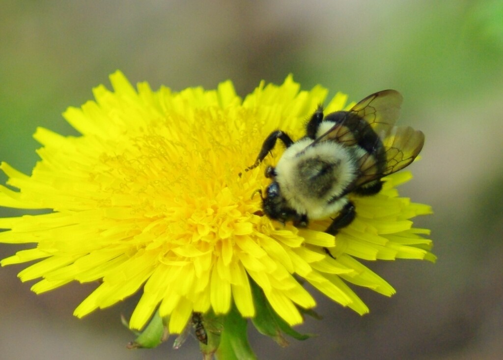 Common Eastern Bumble Bee from Scott County, MN, USA on May 18, 2023 at ...