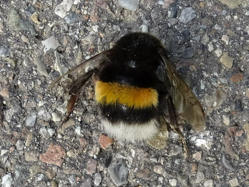 Buff-tailed Bumble Bee from Ulm, Deutschland on May 22, 2023 at 04:45 ...