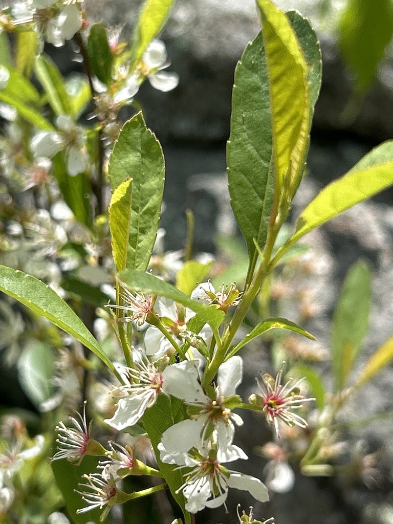 sand cherry from Denmark, ME, US on May 22, 2023 at 12:58 PM by Deborah ...