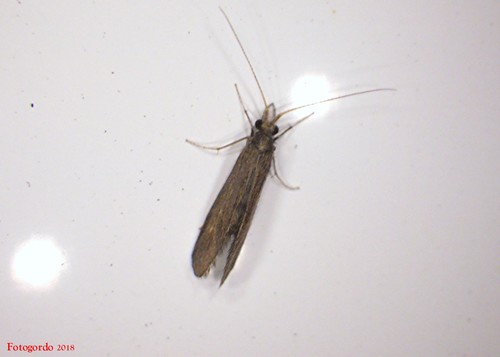 Spectacled Snail-case Caddisfly (Helicopsyche borealis)