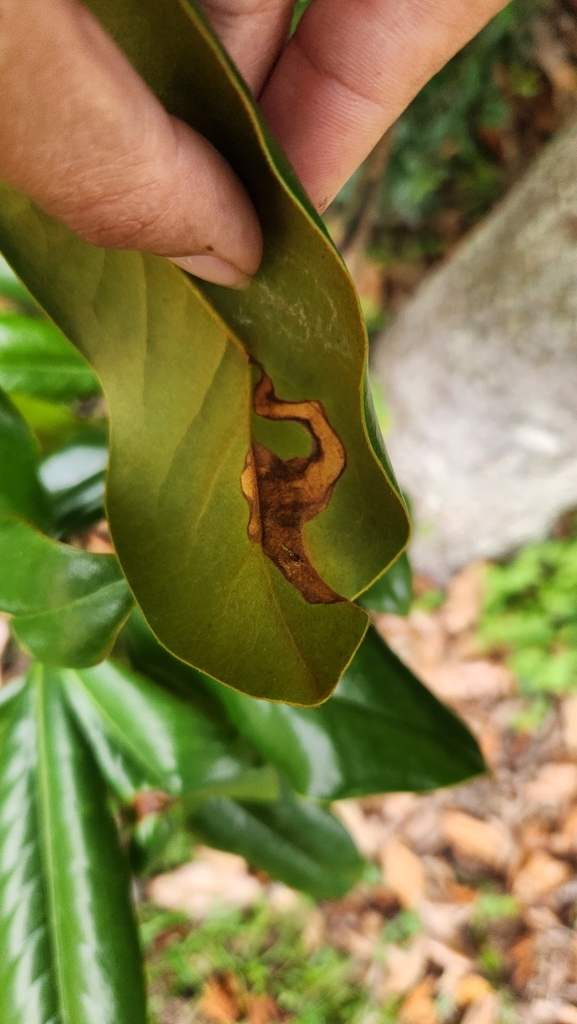 Yellow Poplar Weevil from ST FRANCISVLE, LA 70775, USA on May 21, 2023 ...