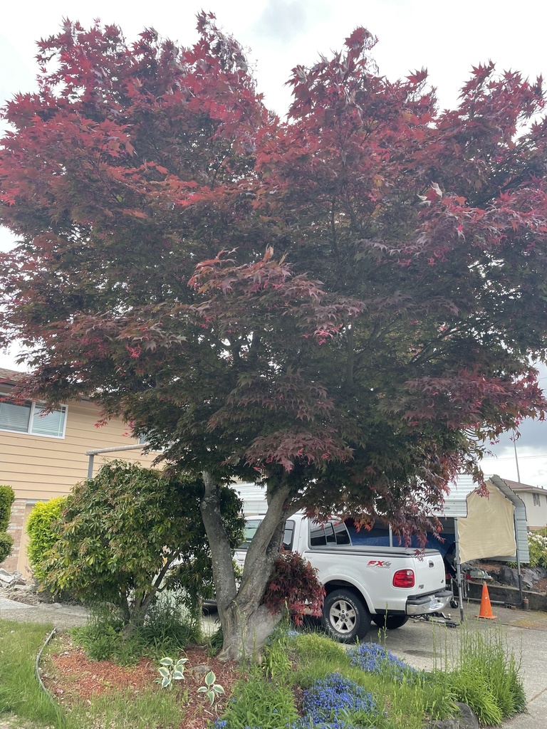 Japanese maple from N Shirley St, Tacoma, WA, US on May 22, 2023 at 10: ...