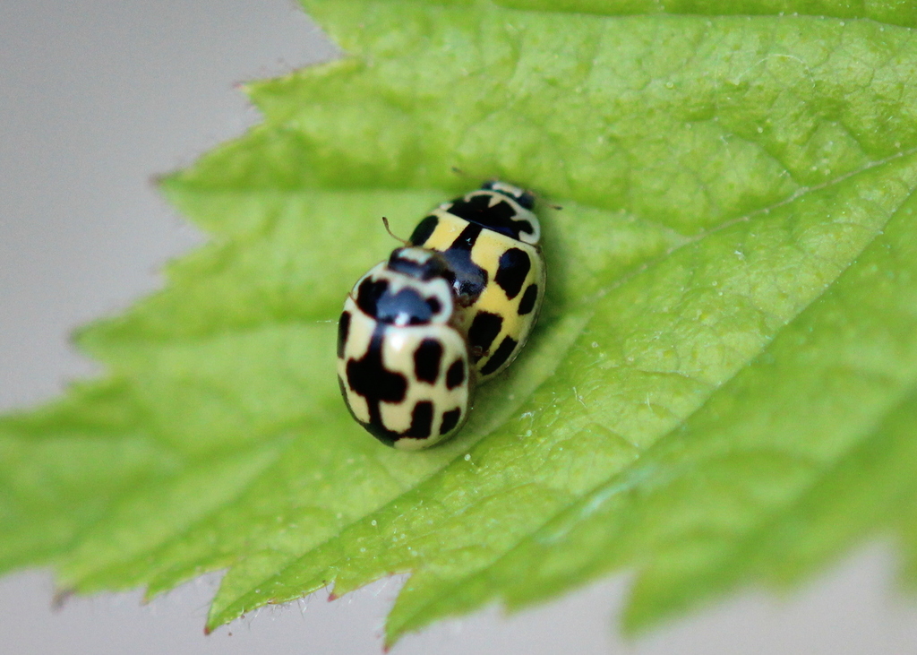 Fourteen-spotted Lady Beetle from Windham, NH 03087, USA on May 21 ...
