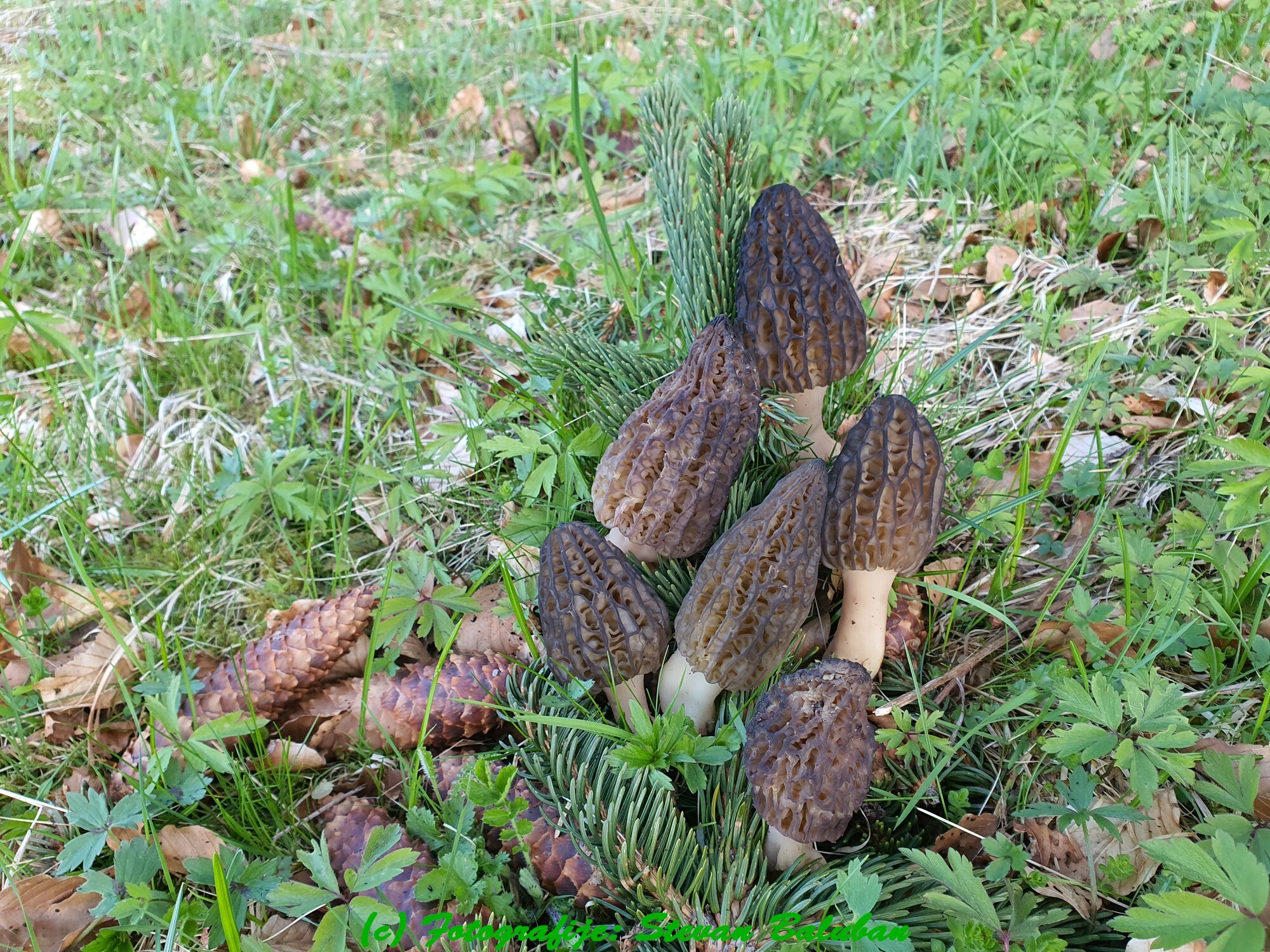 Morchella deliciosa Fr.