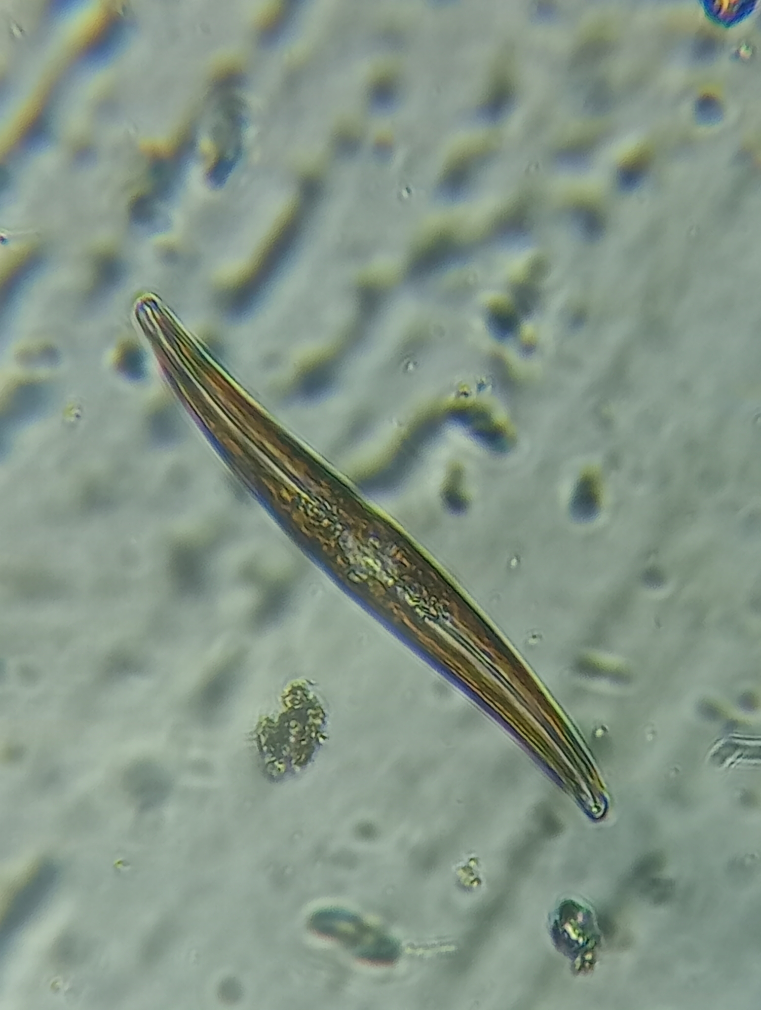 Gyrosigma A.H.Hassall, 1845