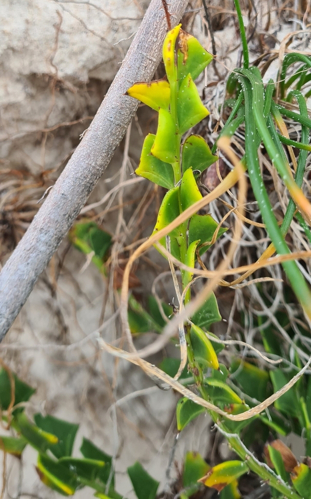 Coastal Dune Wattle from Rottnest Island WA 6161, Australia on 22 May ...