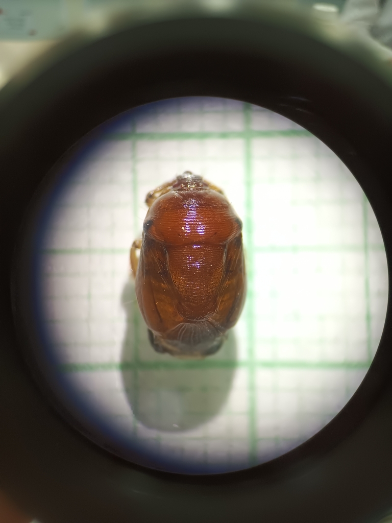 Winged and Once-winged Insects from Villavicencio, Meta, Colombia on ...