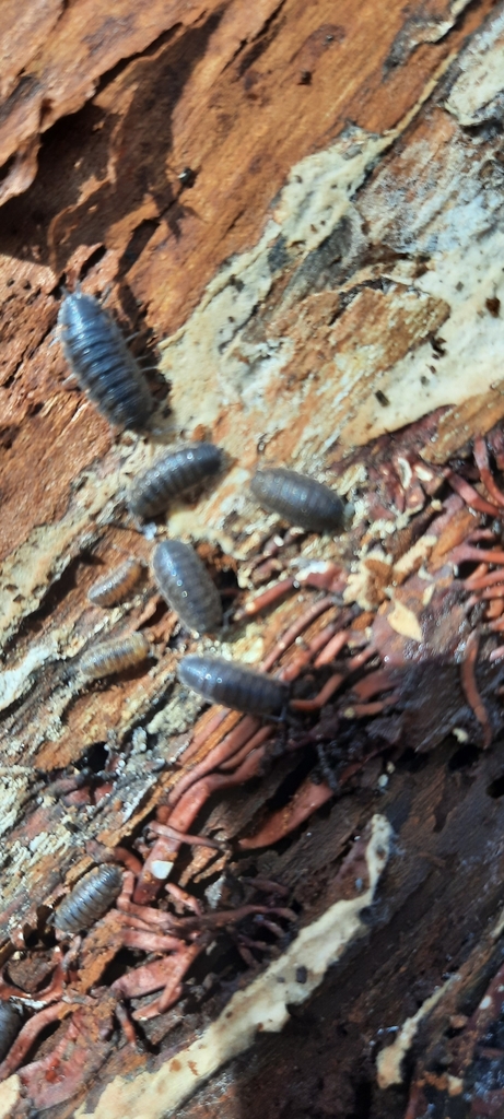 Common Rough Woodlouse from Kesbern on April 22, 2023 at 01:31 PM by ...