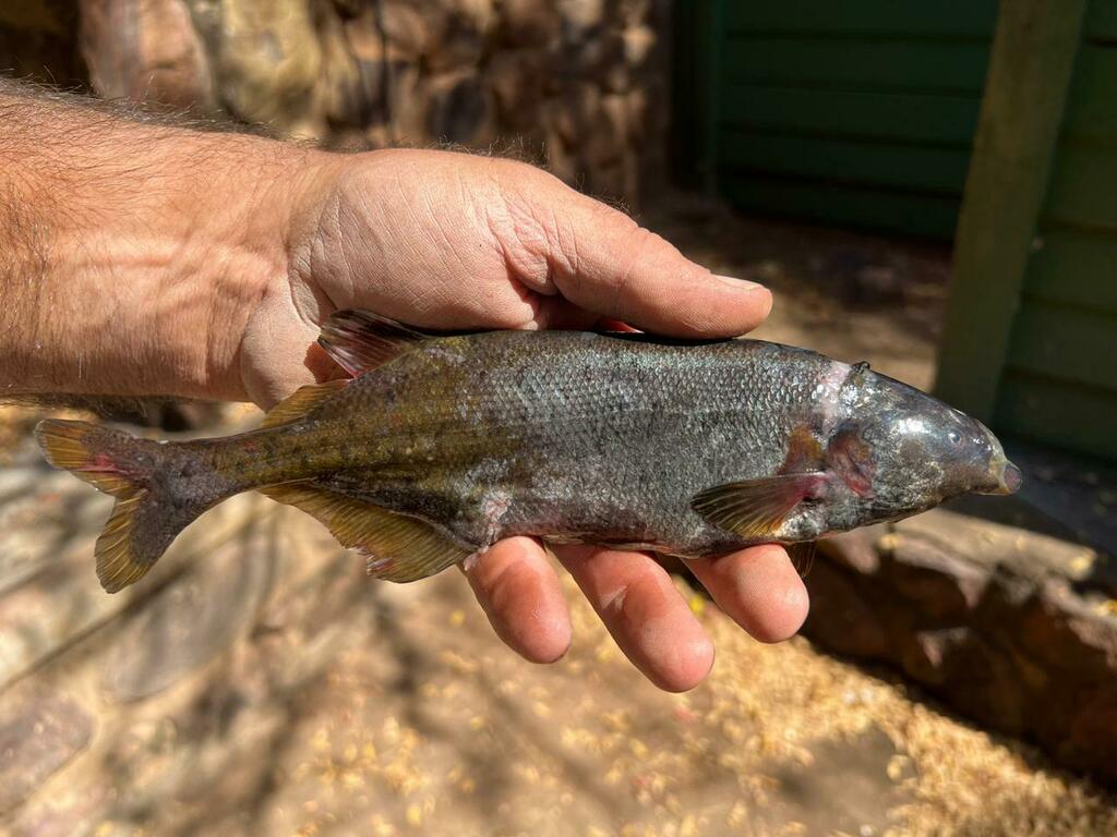 Limpopo Bulldog Fish from Waterberg District Municipality, South Africa ...