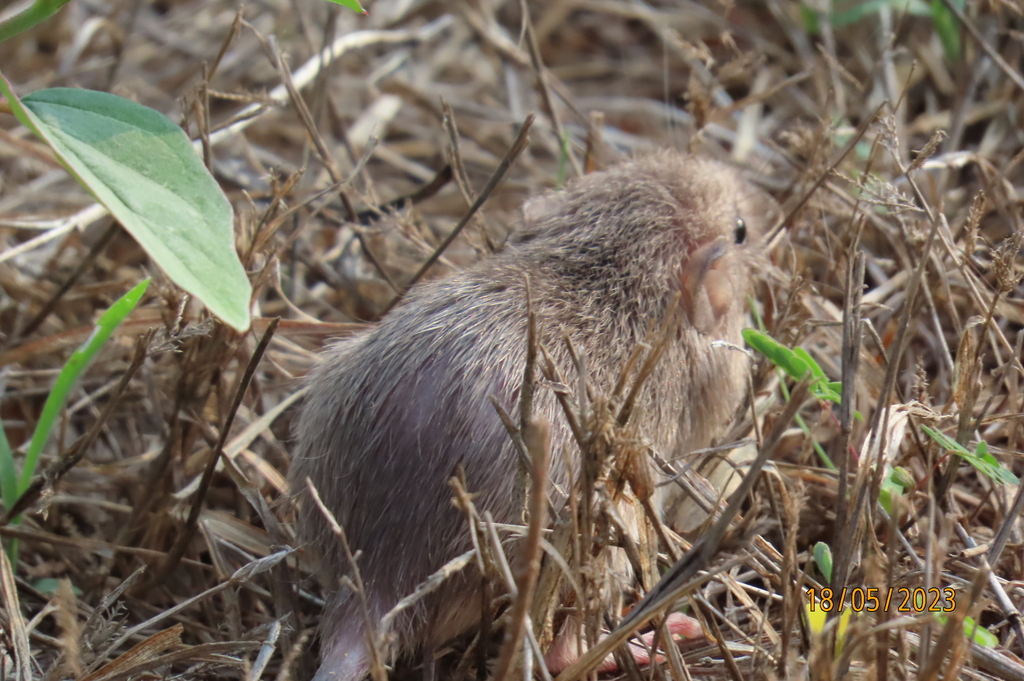 Painted Spiny Pocket Mouse from Arriaga, Chis., México on May 18, 2023 ...