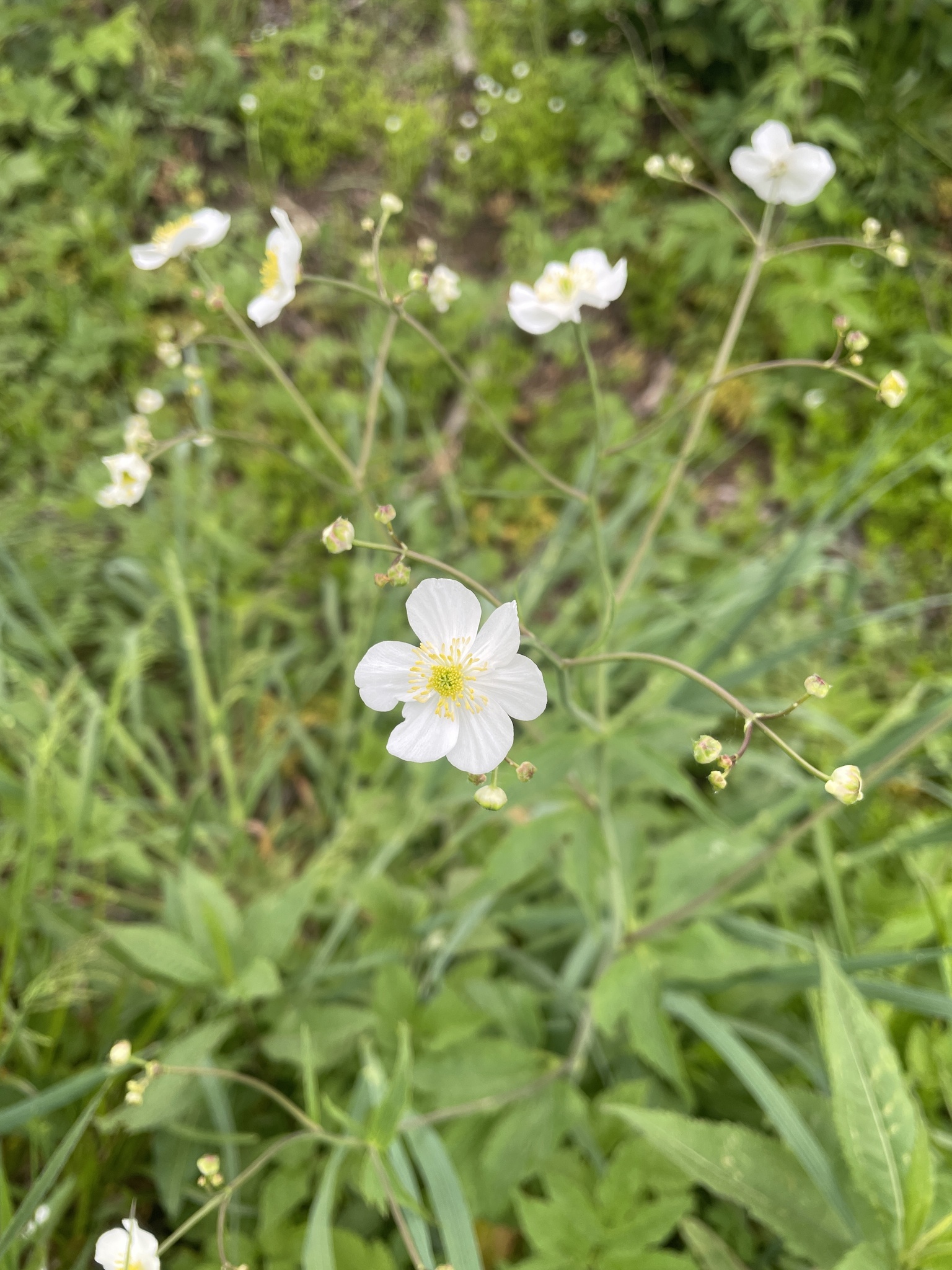 Ranunculus platanifolius L.