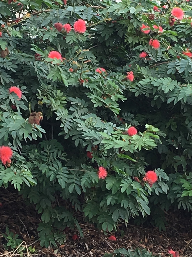 scarlet powder-puff (Calliandra haematocephala) - Botanical Realm